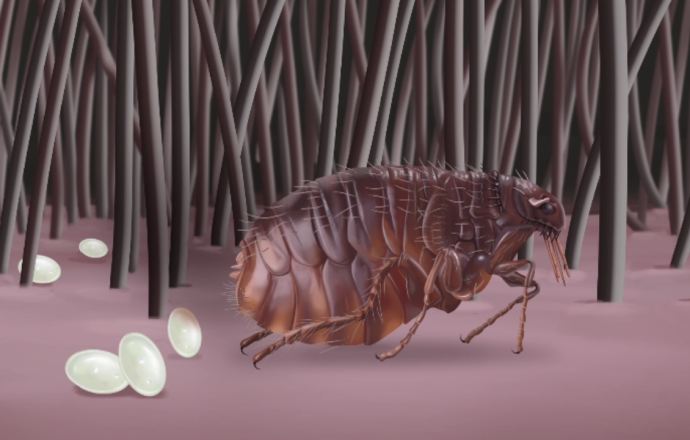 Bravecto Adult Flea Animation - MSD Animal Health Middle East